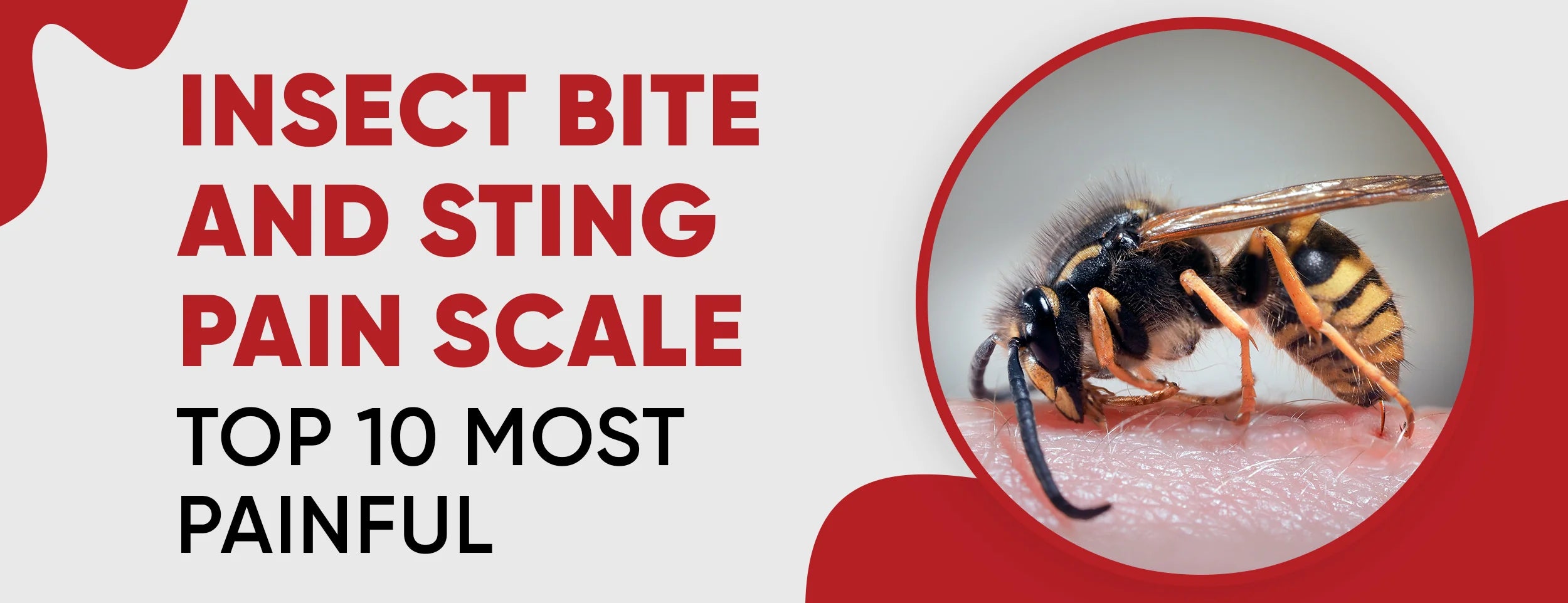 Insect Bite & Sting Pain Scale: Top 10 [Most Painful] – Glamour Shop UK